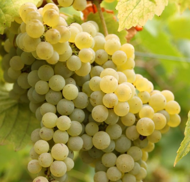 Tìm hiểu giống nho Riesling - Những bí mật của rượu vang Riesling tuyệt vời